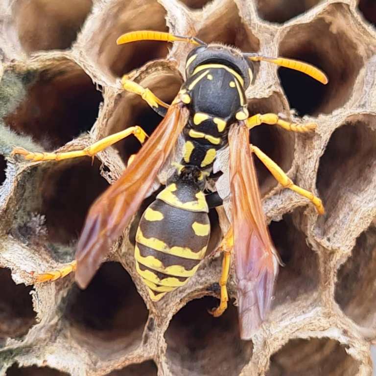 Have a Winter Wasp Problem? We Have the Solution - DIY Crafts