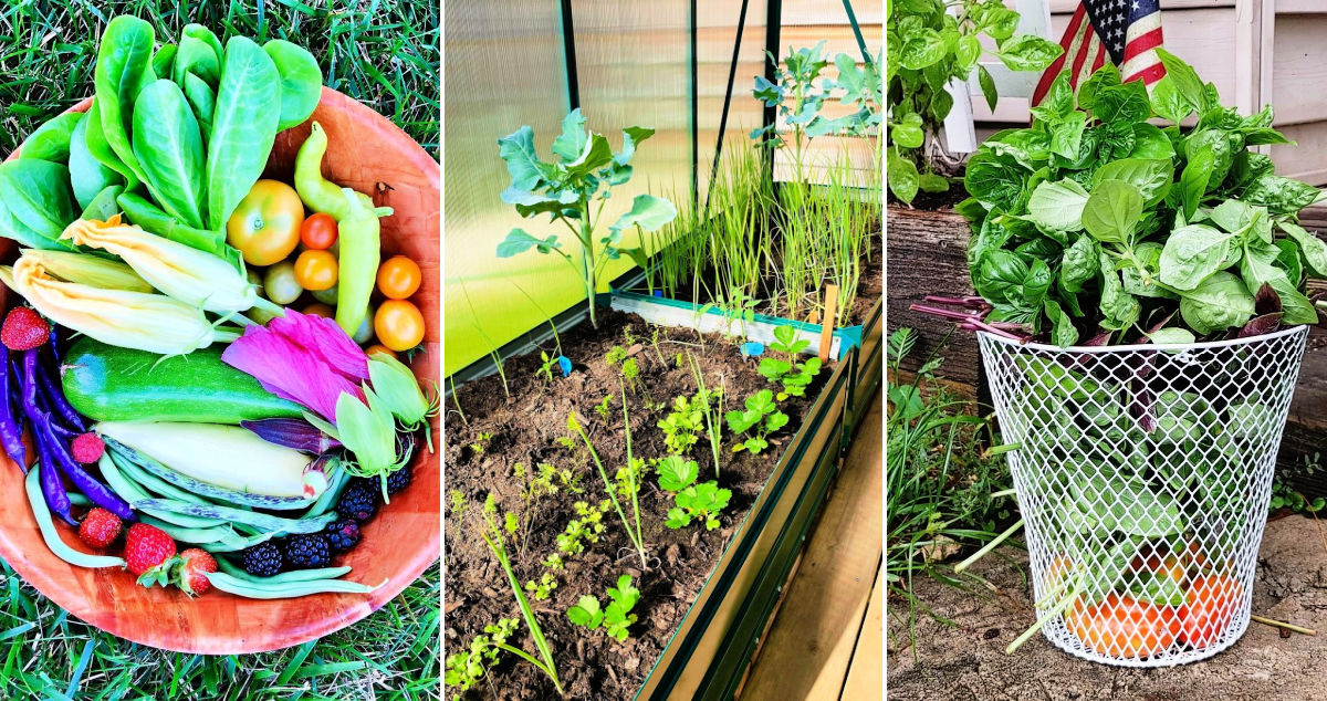 Summer Garden: What to Plant in Summer and How to Tend Your Garden