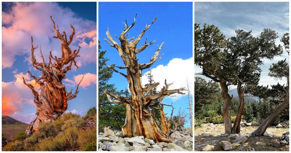 Bristlecone Pine and Other Native Trees for Your Colorado Landscape