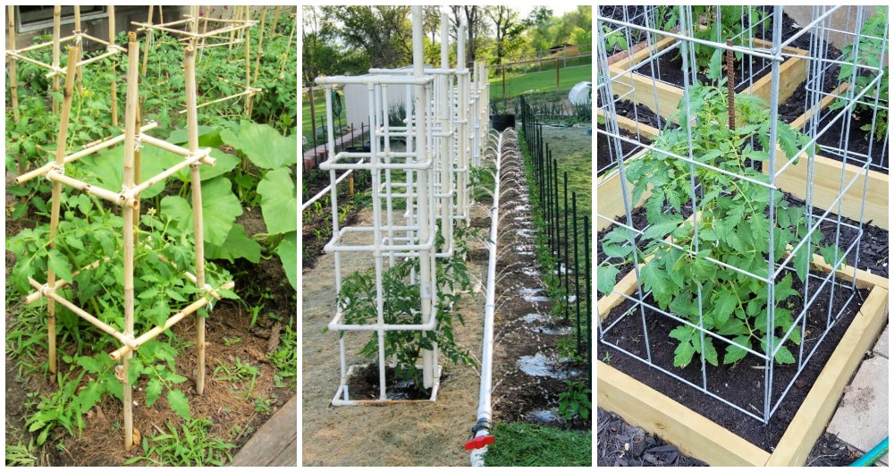15 DIY Tomato Cage Ideas (How to Make Tomato Cages)