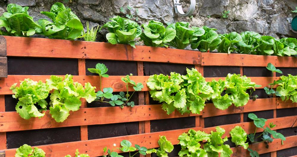 Characteristics and Functions of the Vertical Garden