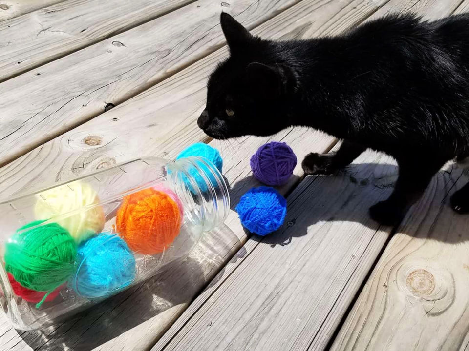 25 Homemade DIY Cat Toys Anyone Can Make