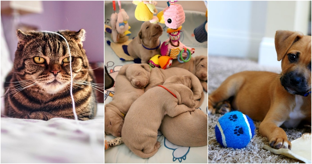 Creative and Easy DIY Animals Ideas to Try