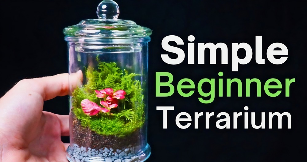 DIY Terrarium - Step by Step Guide