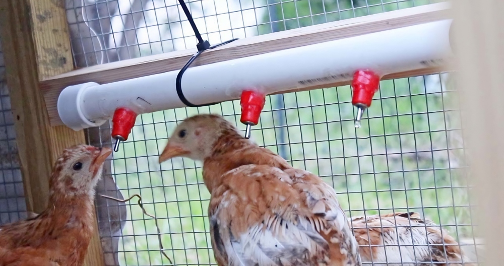 DIY Chicken Waterer for Your Backyard Flock