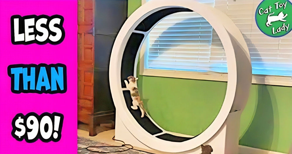 Making a DIY Cat Wheel at Home