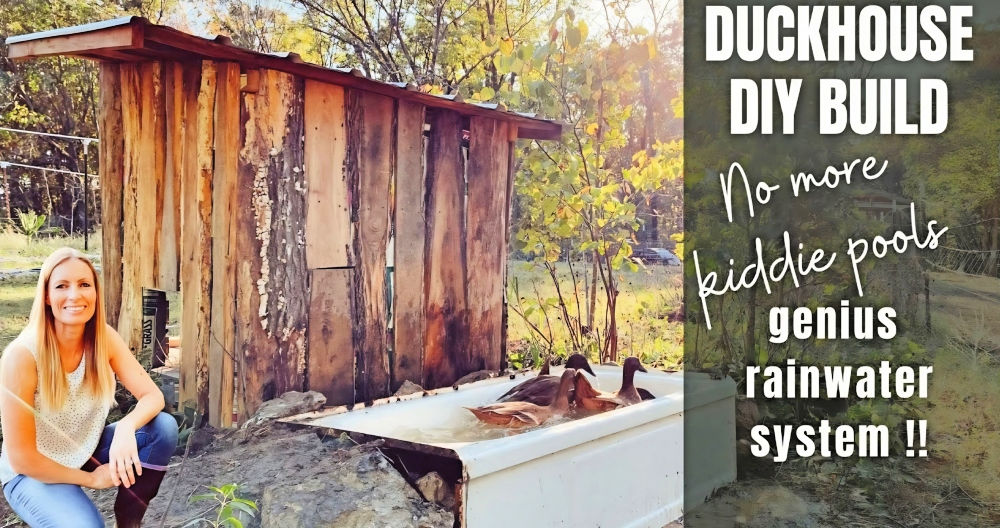 How to Build a DIY Duck Coop with Pool