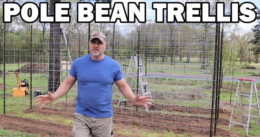 How to Make a DIY Bean Trellis That Lasts