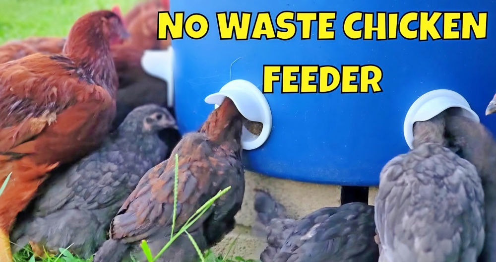 How to Make a DIY No-Waste Chicken Feeder
