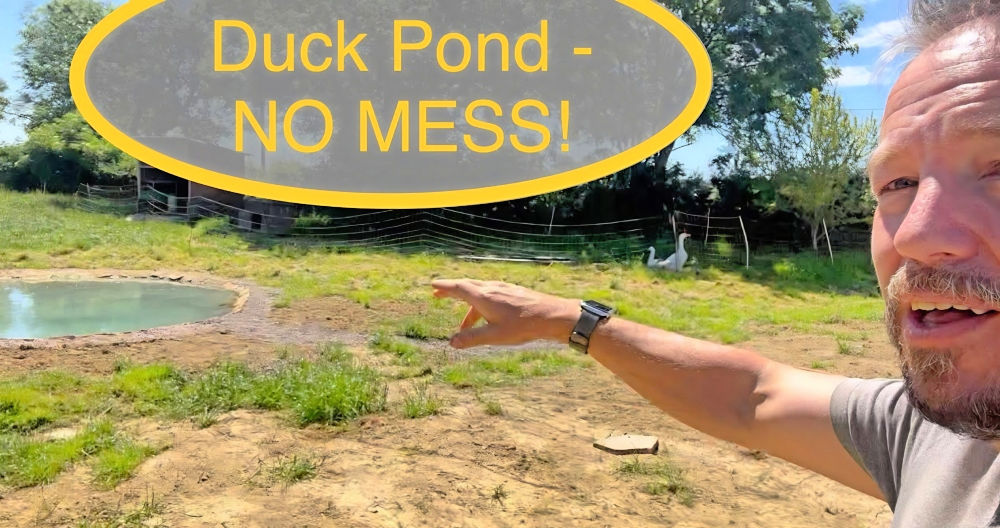 Building a DIY Duck Pond