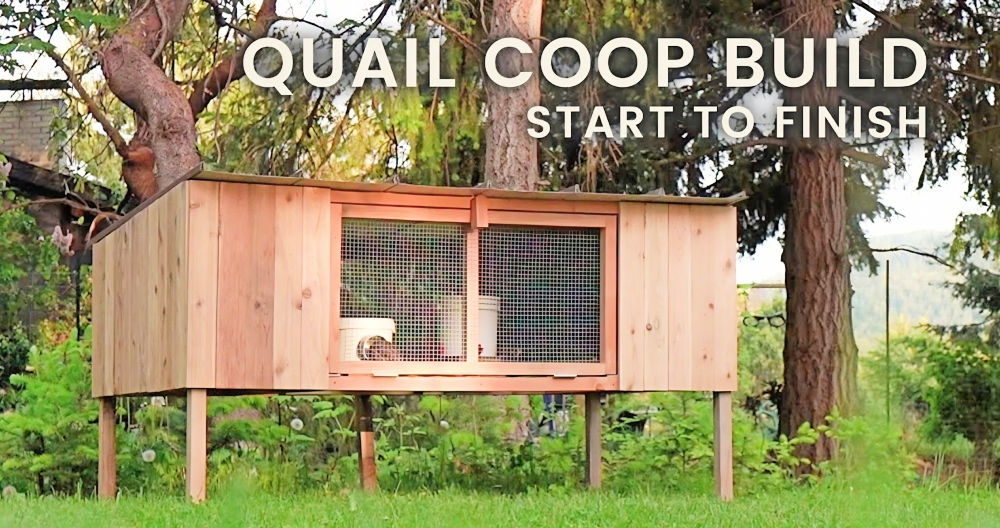 Building Your Own DIY Quail Hutch