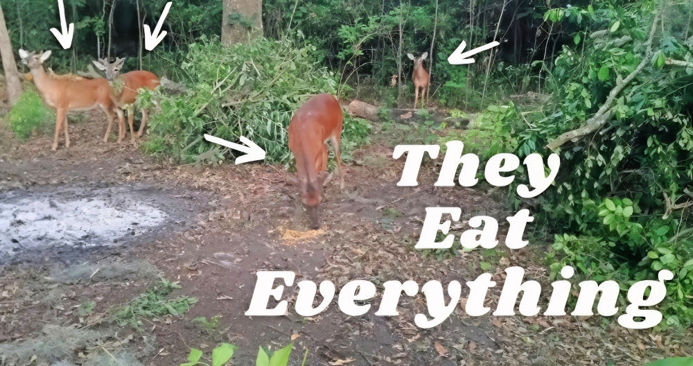 Homemade Deer Repellent: Protect Your Plants