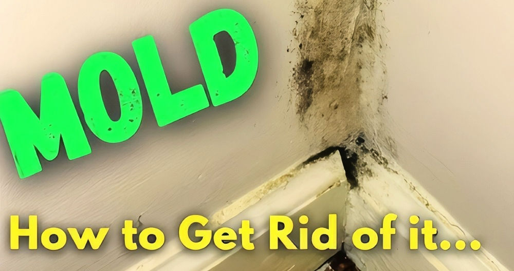 Mold Remediation: How to Remove Mold from Any Space
