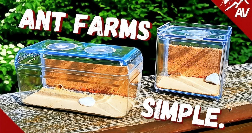 DIY Ant Farm: Fun and Educational Project for Kids