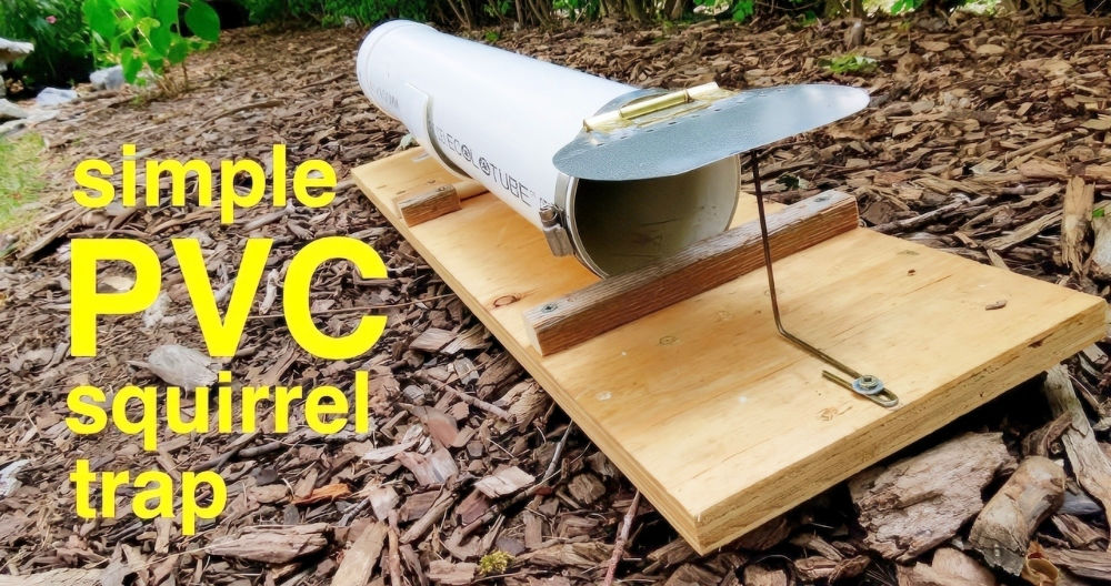 Build Your Own DIY Squirrel Trap