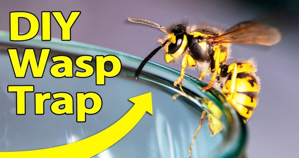 Making A DIY Wasp Trap That Work