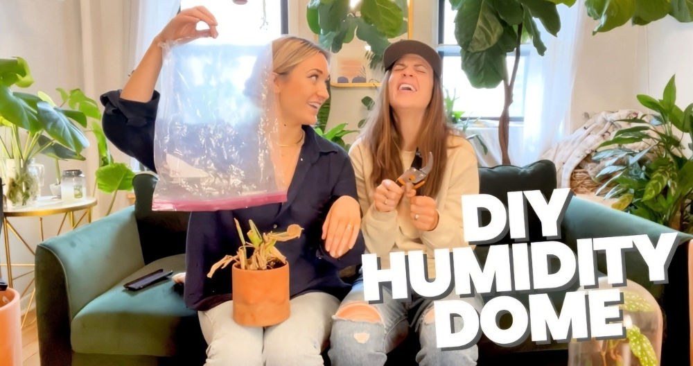 DIY Humidity Dome for Plants