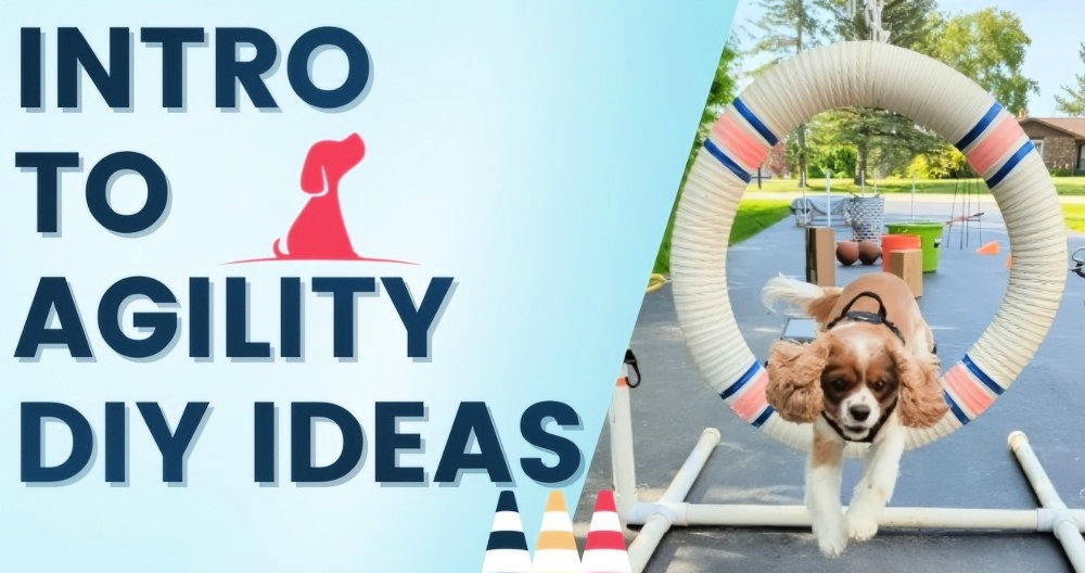 DIY Dog Agility Course on A Budget