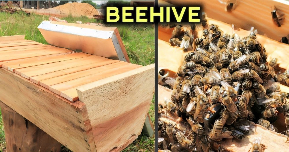 Building Your Own DIY Beehive